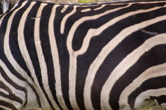 Zebrafell Images – Browse 75 Stock Photos, Vectors, and Video | Adobe Stock