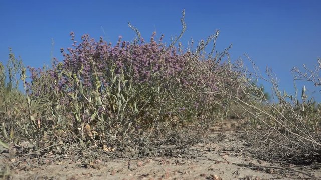 Saksaul Images – Browse 174 Stock Photos, Vectors, and Video | Adobe Stock