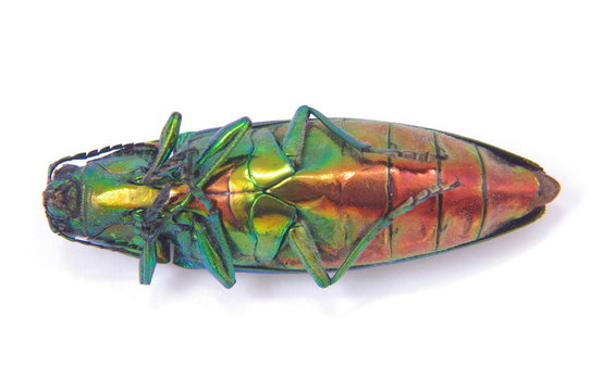 รูปภาพTamamushi – เลือกดูภาพถ่ายสต็อก เวกเตอร์ และวิดีโอ239 | Adobe Stock