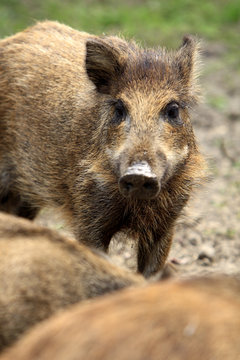 รูปภาพWarchlak – เลือกดูภาพถ่ายสต็อก เวกเตอร์ และวิดีโอ97 | Adobe Stock