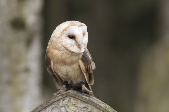 Sorow Images – Browse 33 Stock Photos, Vectors, and Video | Adobe Stock