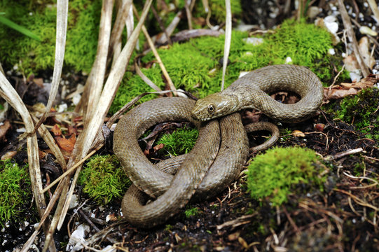 "Natrix Tessellata" Bilder – Durchsuchen 1,124 Archivfotos ...