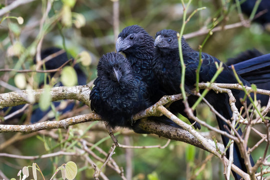 Imágenes de Matacaballos: descubre bancos de fotos, ilustraciones ...