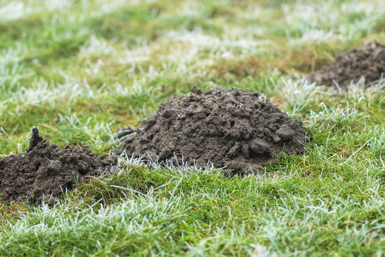 Erdhaufen Bilder – Durchsuchen 653 Archivfotos, Vektorgrafiken und ...
