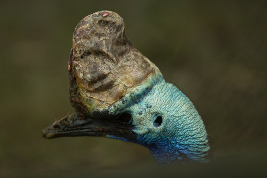 Kazuar Images – Browse 42 Stock Photos, Vectors, and Video | Adobe Stock