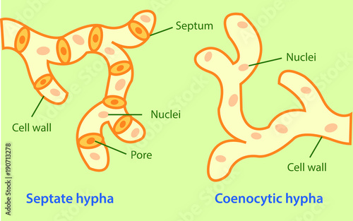 "Vector illustration of different forms of hyphae. Colourful fungus ...