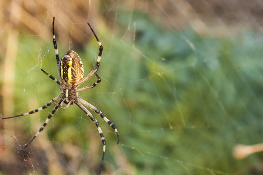 "Tiger Spider" Images – Browse 543 Stock Photos, Vectors, and Video ...