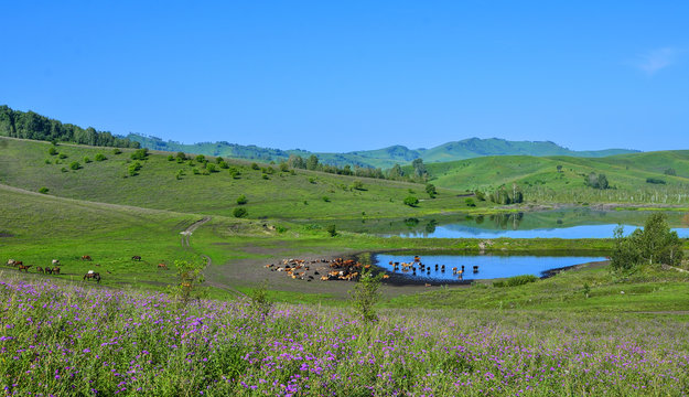 Pastute Images – Browse 3 Stock Photos, Vectors, and Video | Adobe Stock