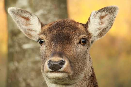 Rehaugen Bilder – Durchsuchen 4,284 Archivfotos, Vektorgrafiken und ...