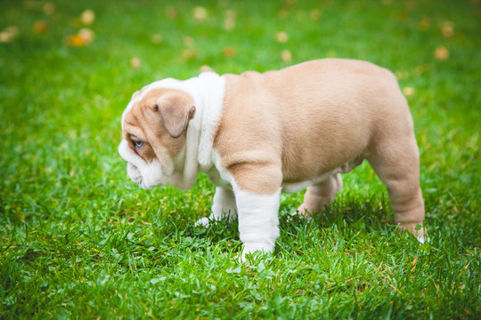 Imagens de Buldog – Explore Fotografias do Stock, Vetores e Vídeos de ...