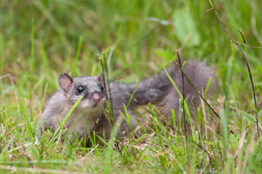 Bilch Images – Browse 50 Stock Photos, Vectors, and Video | Adobe Stock