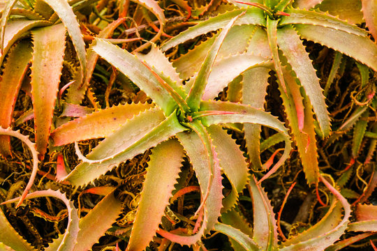 รูปภาพKathalai – เลือกดูภาพถ่ายสต็อก เวกเตอร์ และวิดีโอ115 | Adobe Stock