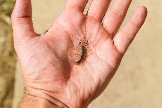 Entophobia - Images et vidéos libres de droits | Adobe Stock