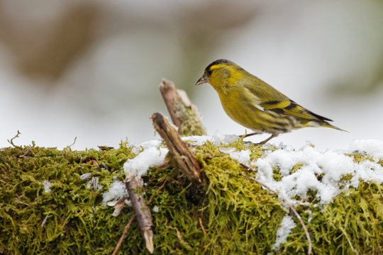 Tarin Images – Parcourir 6,859 le catalogue de photos, vecteurs et ...