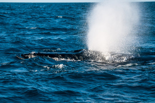 Furchenwal Bilder – Durchsuchen 1,667 Archivfotos, Vektorgrafiken und ...