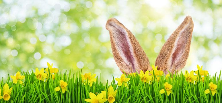 Hasenohren Bilder – Durchsuchen 18,701 Archivfotos, Vektorgrafiken und ...