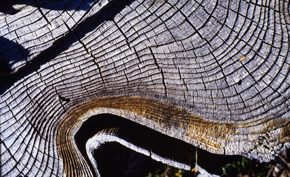 Dendrochronology Images – Browse 36,274 Stock Photos, Vectors, and ...