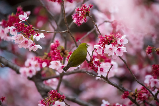 Kanzakura Bilder – Durchsuchen 648 Archivfotos, Vektorgrafiken und ...