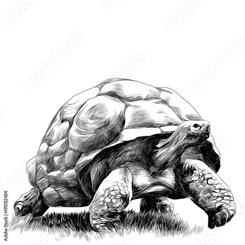 "big land turtle walking on grass sketch vector graphic monochrome ...