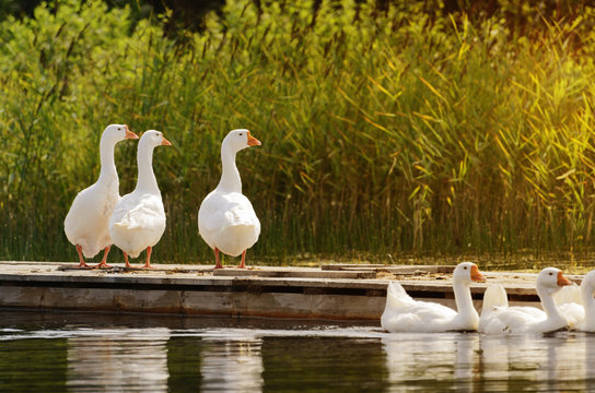 Emder-Bilder: Stock-Fotos & -Videos. | Adobe Stock