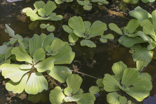 "Water Cabbage" Images – Browse 1,541 Stock Photos, Vectors, and Video ...