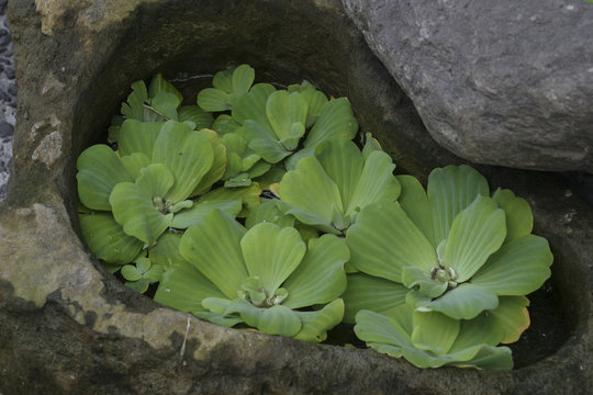 "Water Cabbage" Images – Browse 1,644 Stock Photos, Vectors, and Video ...