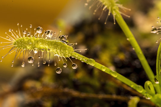 "Colla Bilder – Durchsuchen 1,215 Archivfotos, Vektorgrafiken und ...