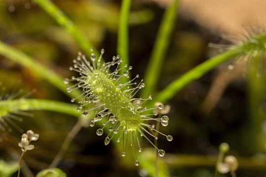 "Colla Bilder – Durchsuchen 1,226 Archivfotos, Vektorgrafiken und ...