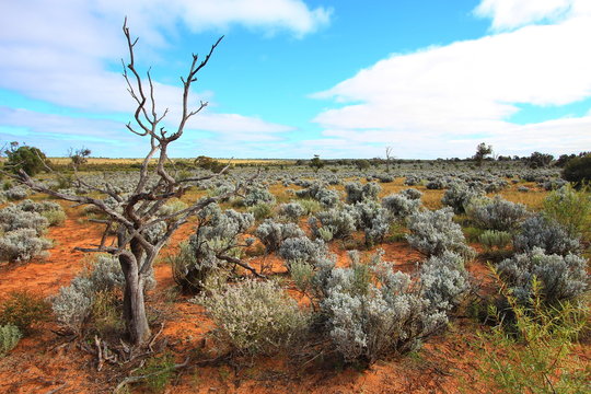 Saltbush Bilder – Durchsuchen 4,038 Archivfotos, Vektorgrafiken und ...