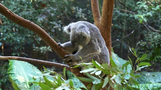 Blackbutt bilder – Bläddra bland 70 stockfoton, vektorer och videor ... Blackbutt bilder – Bläddra bland 70 stockfoton, vektorer och videor ...