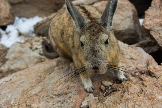 Desert Rabbit"」の写真素材 | 14件の無料イラスト画像 | Adobe Stock