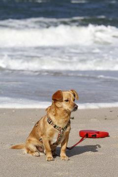 「Maneto-Mischling」の画像 - 76 件の Stock 写真、ベクターおよびビデオ | Adobe Stock