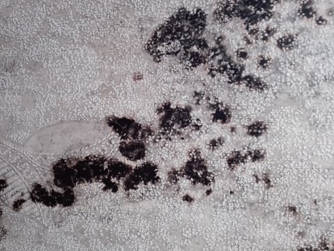 "Mold Texture" Images – Browse 70 Stock Photos, Vectors, and Video ...