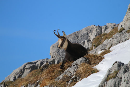 Gemse Bilder – Durchsuchen 24,330 Archivfotos, Vektorgrafiken und ...