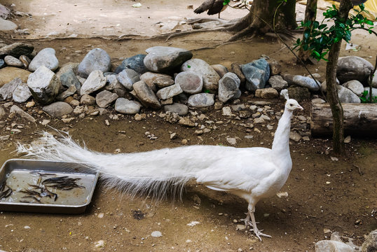รูปภาพPavlin – เลือกดูภาพถ่ายสต็อก เวกเตอร์ และวิดีโอ98 | Adobe Stock