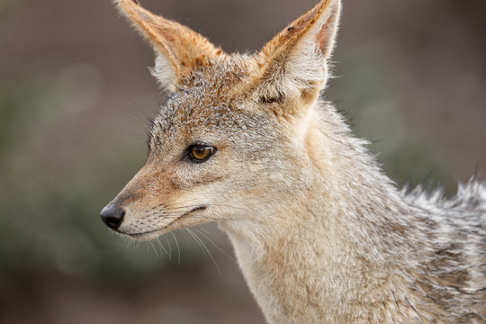 "Simien Fox" Images – Browse 548 Stock Photos, Vectors, and Video ...