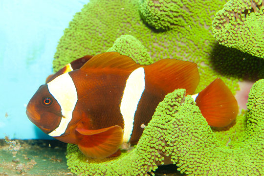 Yellow Stripe Maroon Clownfish