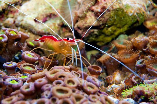 "Pacific Cleaner Shrimp" Images – Browse 353 Stock Photos, Vectors, and ...