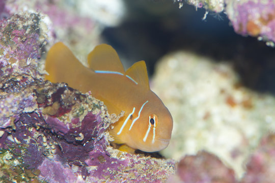 "Clown Goby" Images – Browse 143 Stock Photos, Vectors, and Video ...
