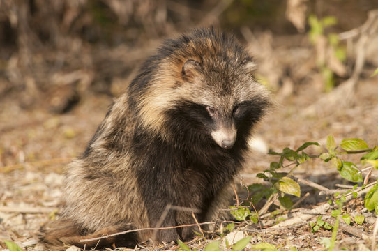 Enot bilder – Bläddra bland 135 stockfoton, vektorer och videor | Adobe ...