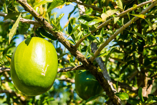 Calebassier Bilder – Durchsuchen 15 Archivfotos, Vektorgrafiken und ...