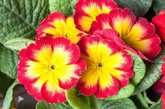 รูปภาพ"Primula – เลือกดูภาพถ่ายสต็อก เวกเตอร์ และวิดีโอ399,580 | Adobe ...