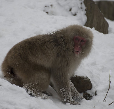 "Single Monkey" Images – Browse 9 Stock Photos, Vectors, and Video ...