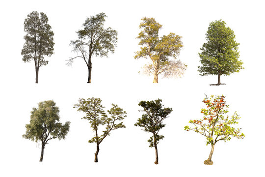 Treemap Images – Browse 10 Stock Photos, Vectors, and Video | Adobe Stock Treemap Images – Browse 10 Stock Photos, Vectors, and Video | Adobe Stock
