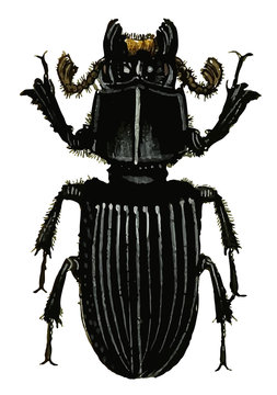 Passalidae Images – Browse 48 Stock Photos, Vectors, and Video | Adobe ...