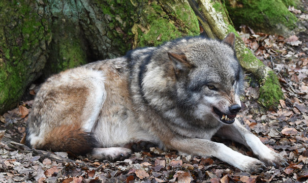 Wolfsaugen Images – Browse 64 Stock Photos, Vectors, and Video | Adobe ...