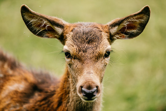 52,436 BEST Deer Face IMAGES, STOCK PHOTOS & VECTORS | Adobe Stock
