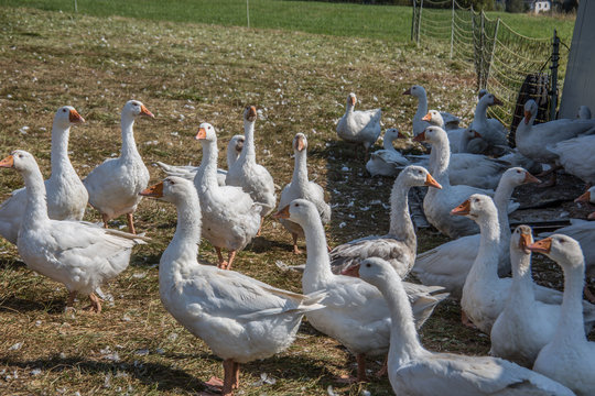 Mastgans Bilder – Durchsuchen 487 Archivfotos, Vektorgrafiken und ...