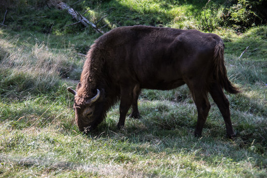 「Wildrinder」の画像 - 210 件の Stock 写真、ベクターおよびビデオ | Adobe Stock