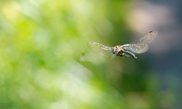 「Flavo」の画像 - 71 件の Stock 写真、ベクターおよびビデオ | Adobe Stock